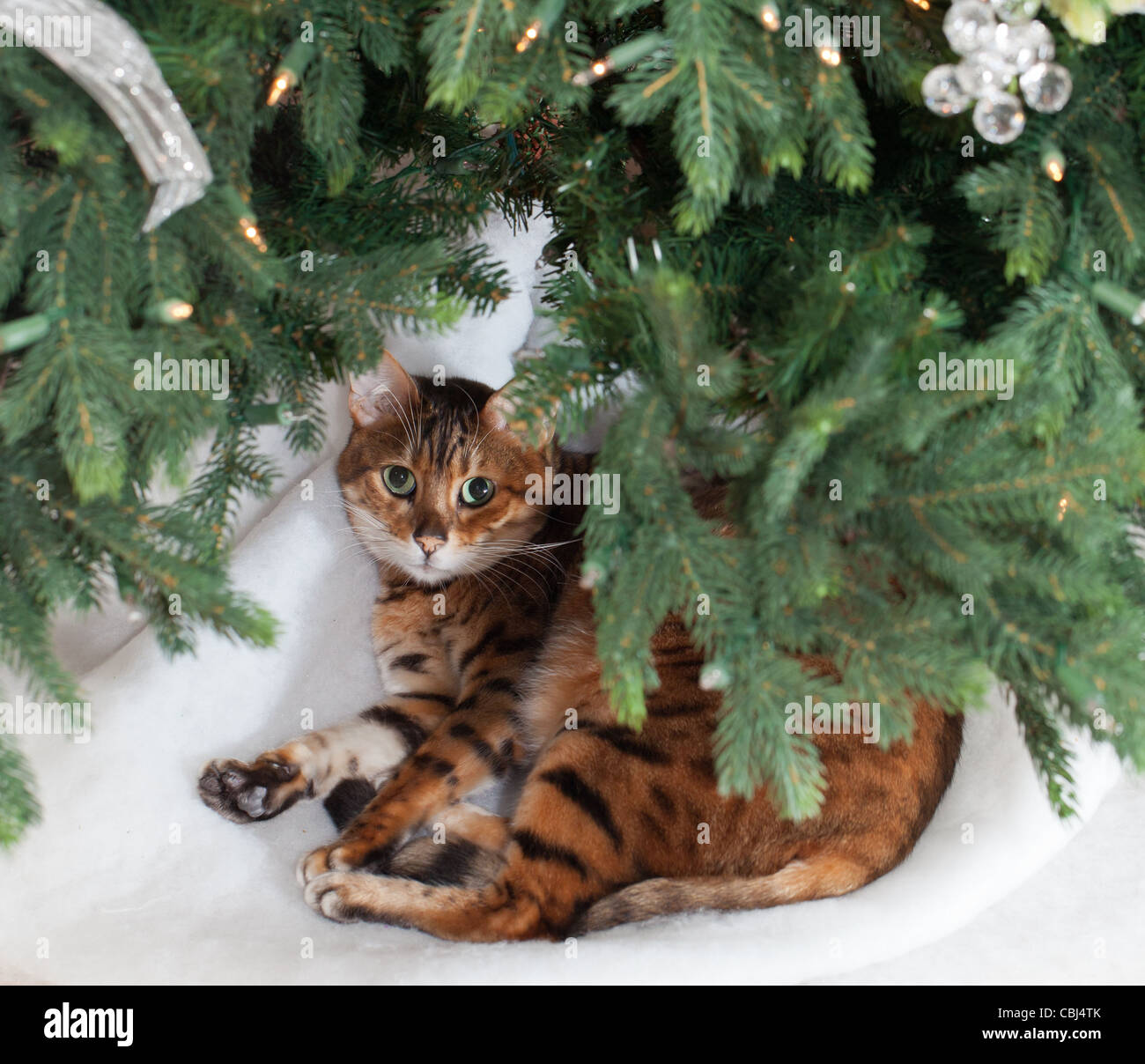 Cat sleeping under christmas hi-res stock photography and images - Alamy