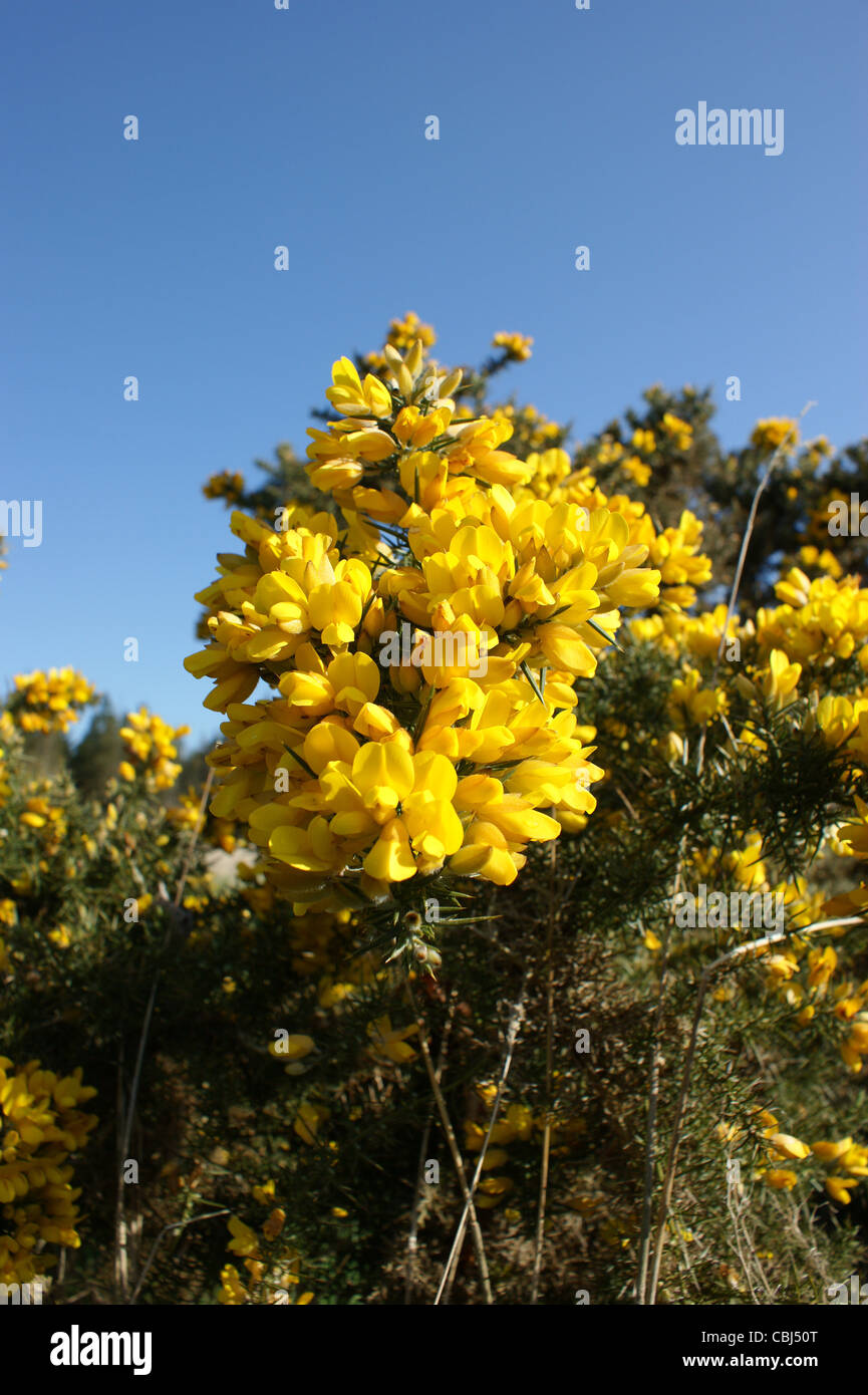 Bach flower gorse hi-res stock photography and images - Alamy