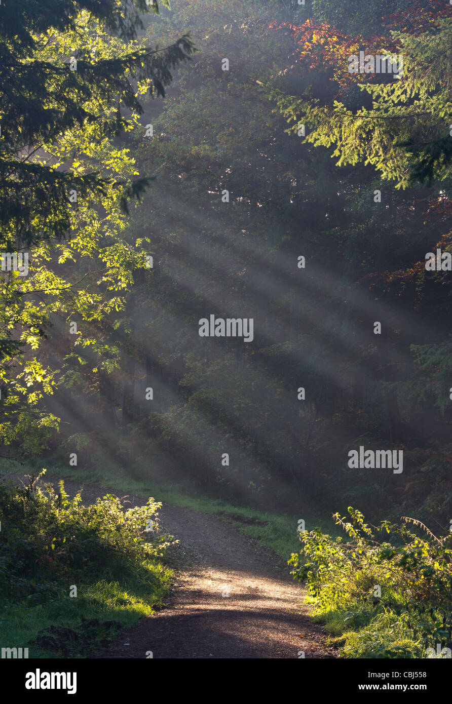 Sunrays Through Trees High Resolution Stock Photography and Images - Alamy