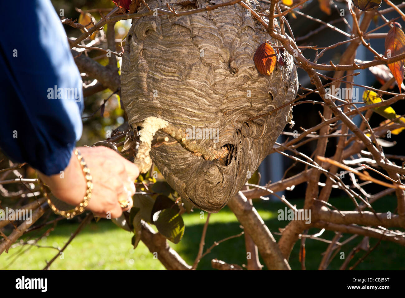 Woman Poking a Hornet's Nest Stock Photo - Alamy