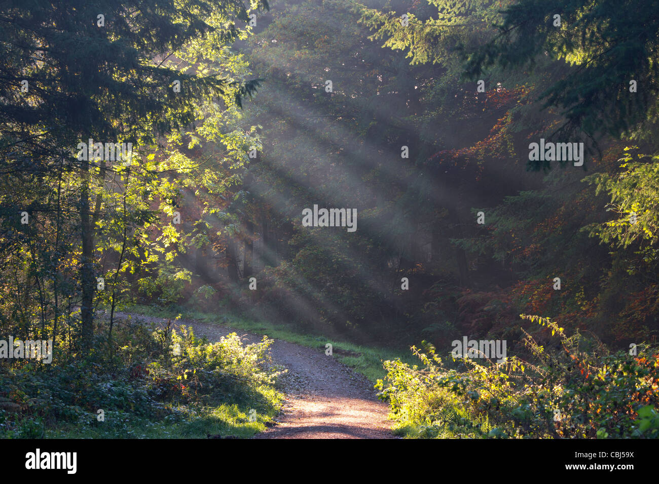 Early morning sunrays through trees Stock Photo - Alamy