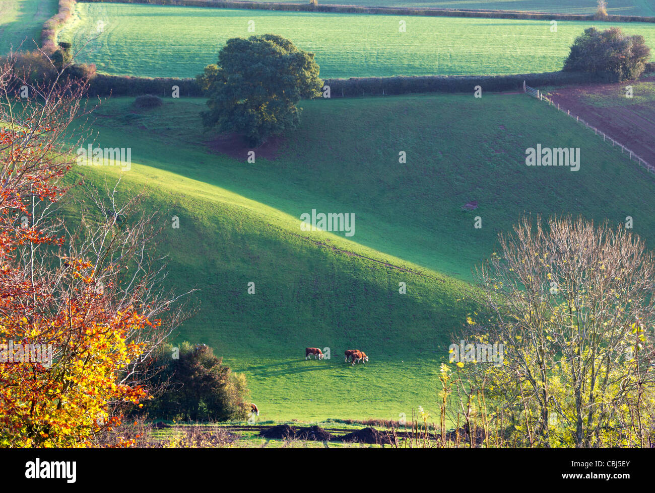 Early Morning Sun Rays Stock Photo - Alamy