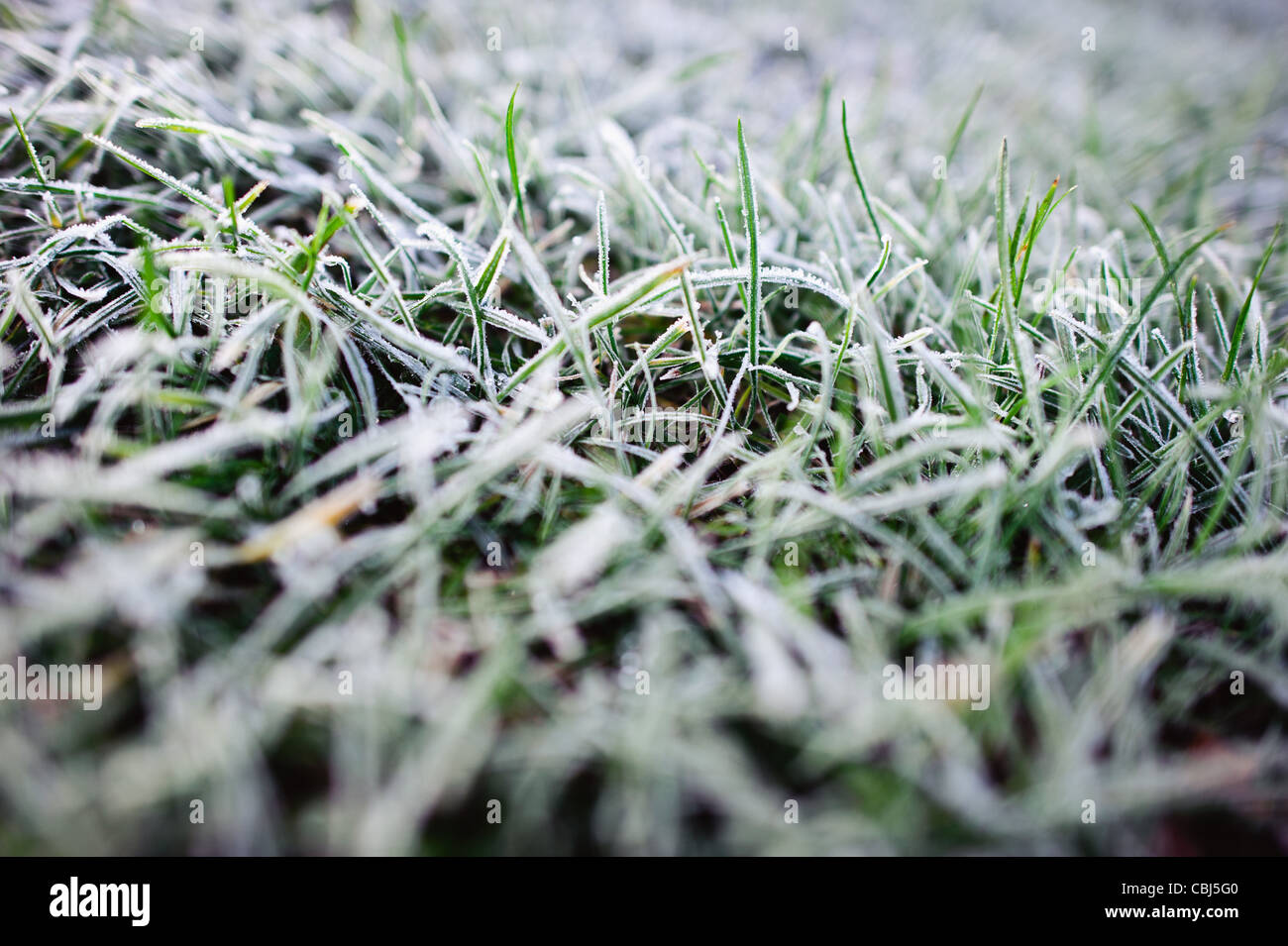 A close-up of a grass lawn, with a coating of heavy and icy ground ...