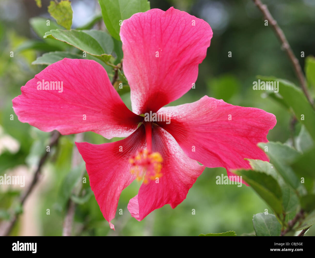 Pink Hibiscus flower growing wild in the Commonwealth of Dominica, West ...