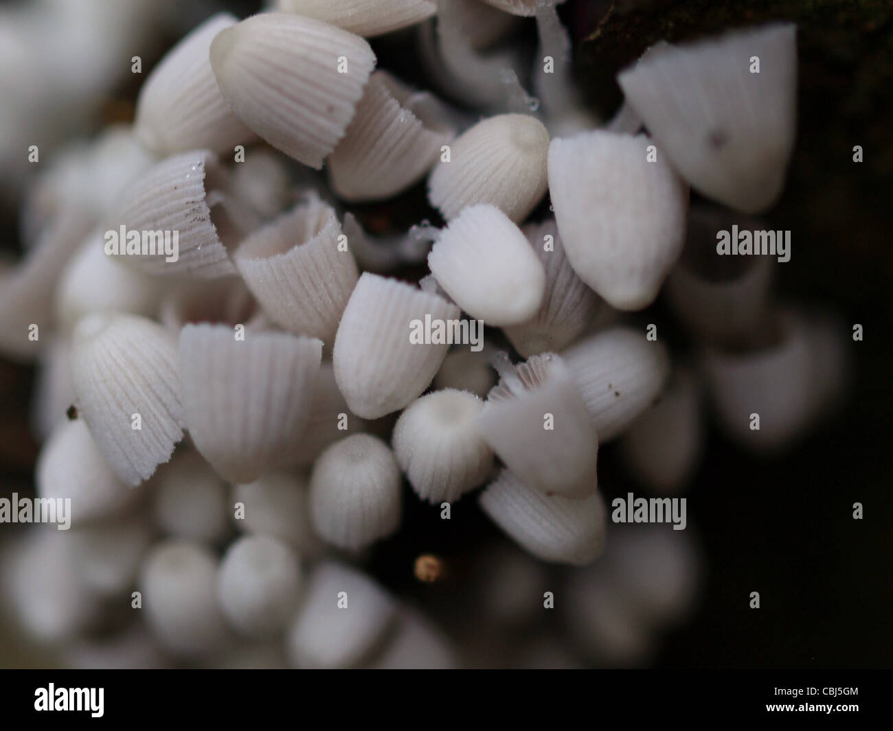 Mycena Sp High Resolution Stock Photography and Images - Alamy