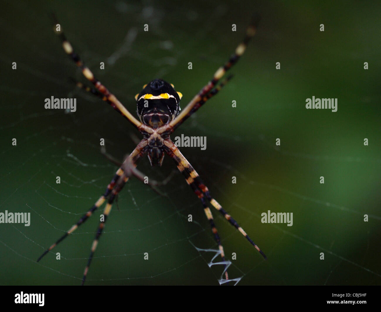 A close-up of a tropical spider in the Commonwealth of Dominica, West ...