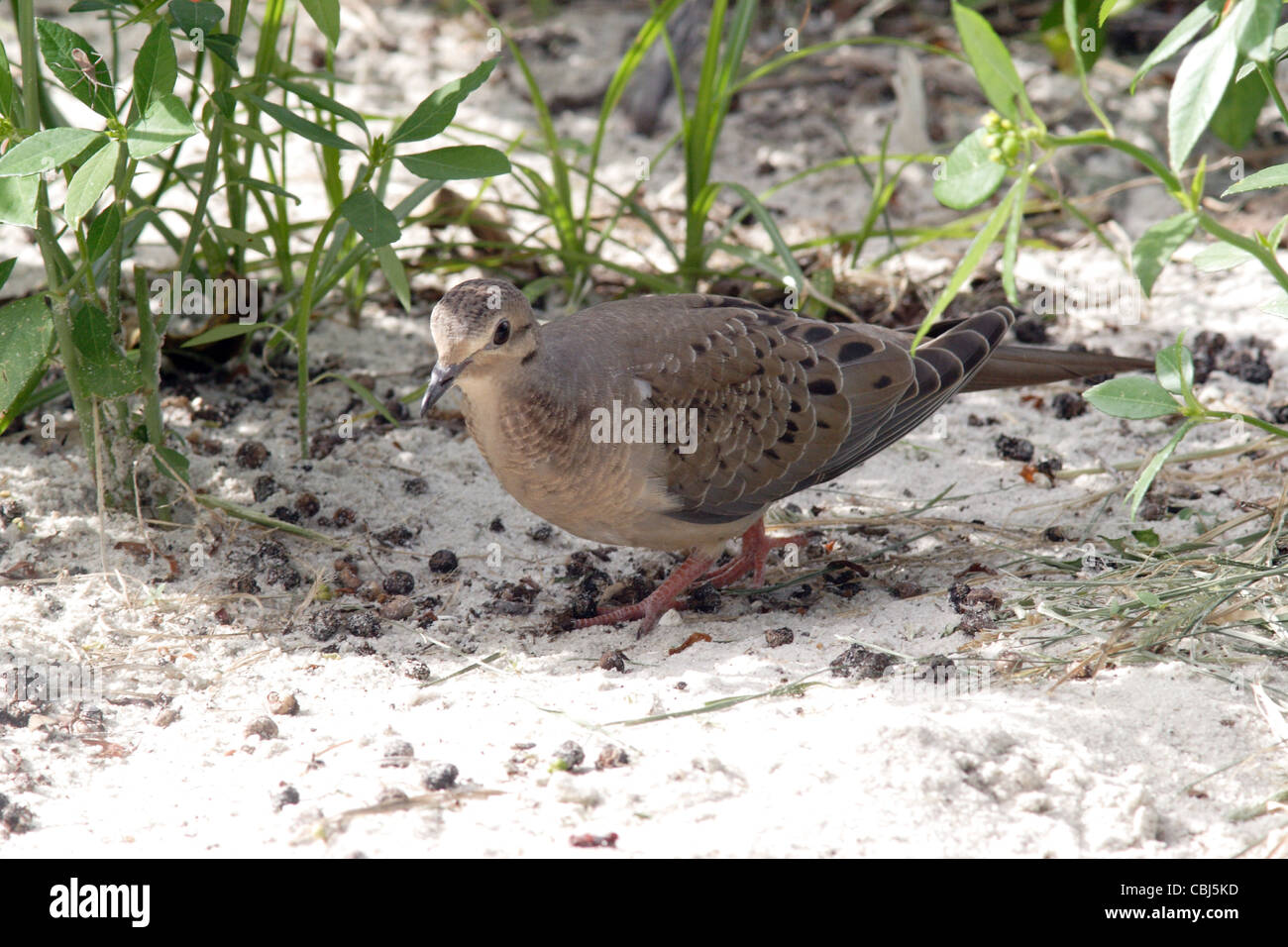 Doves florida hi-res stock photography and images - Alamy