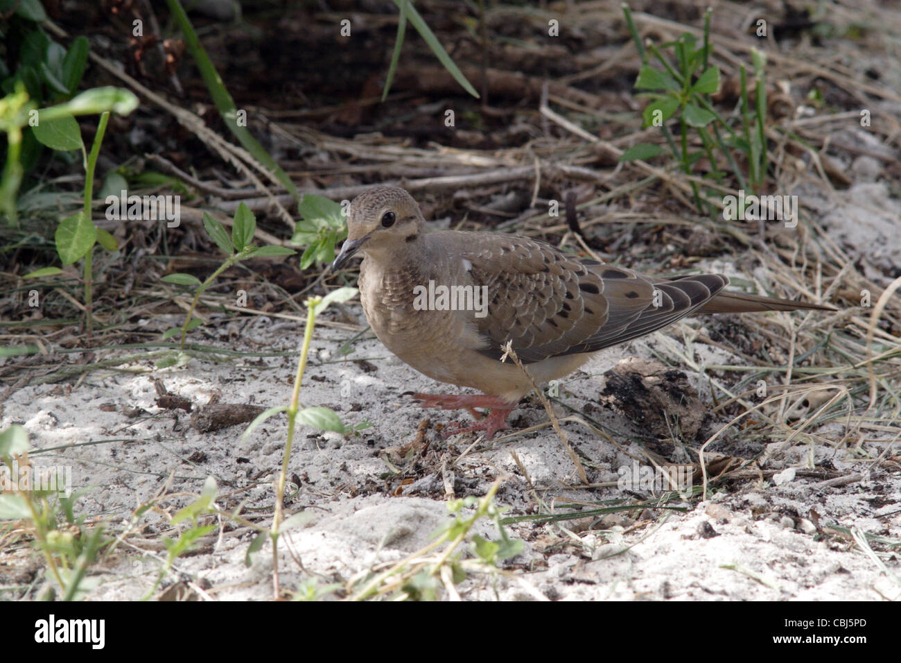 Doves florida hi-res stock photography and images - Alamy
