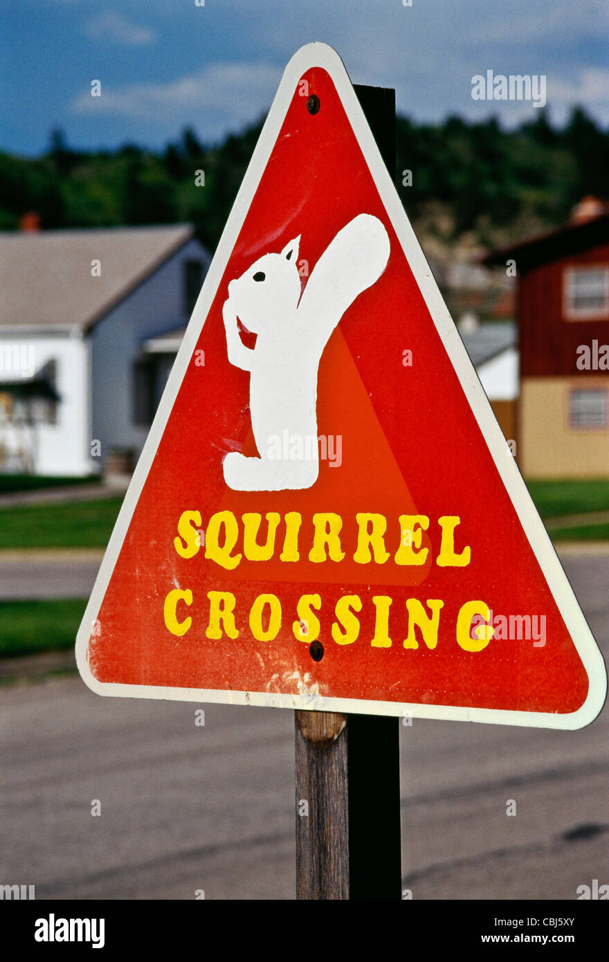 Squirrel Crossing Traffic Sign, Spearfish, SD Stock Photo - Alamy