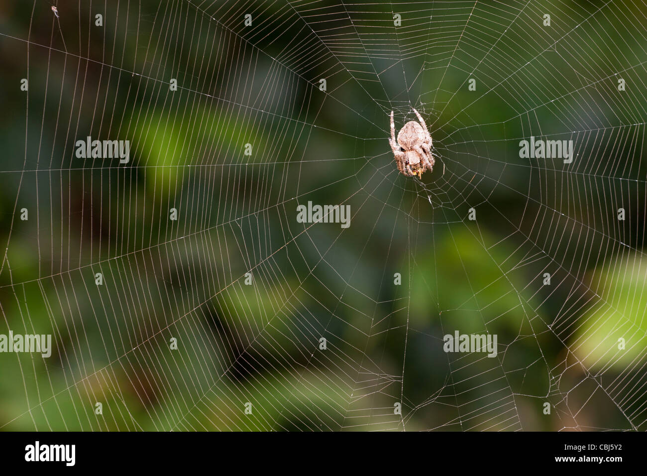 Spider and his network Stock Photo - Alamy