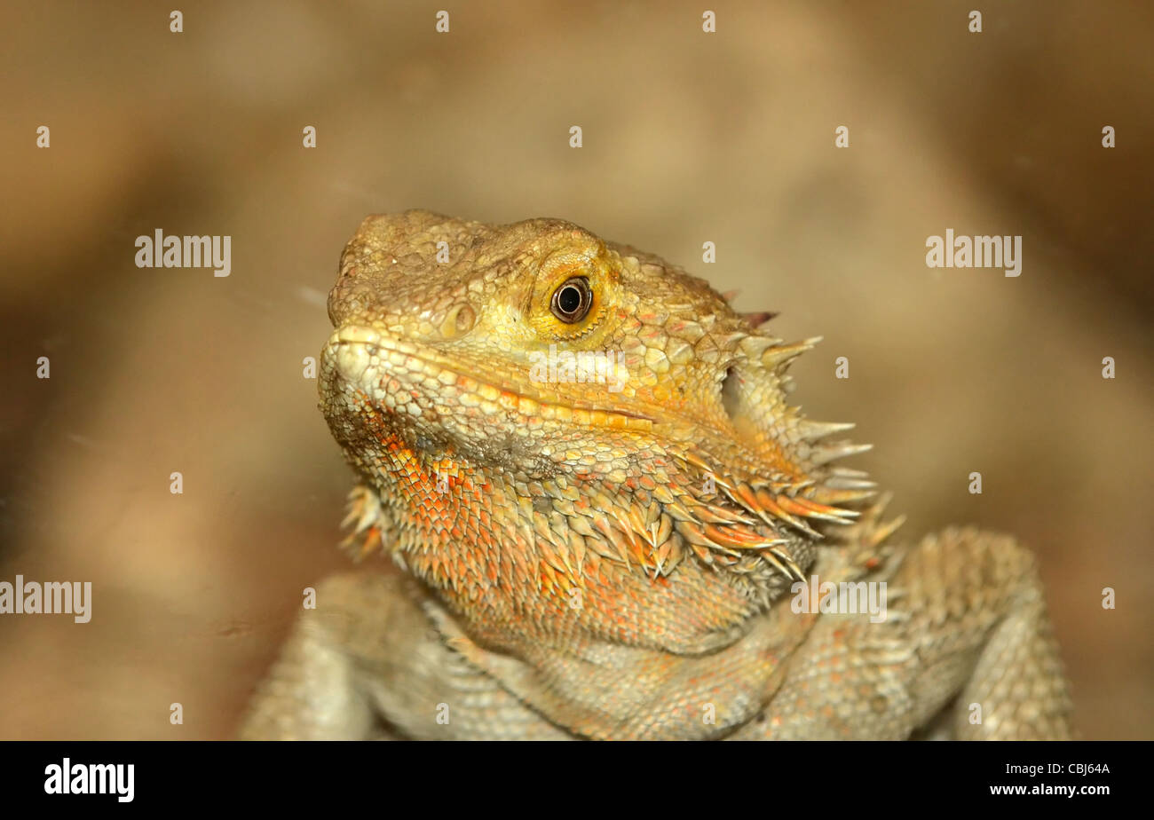 The bearded dragon, otherwise known as Pogona from Australia Stock ...