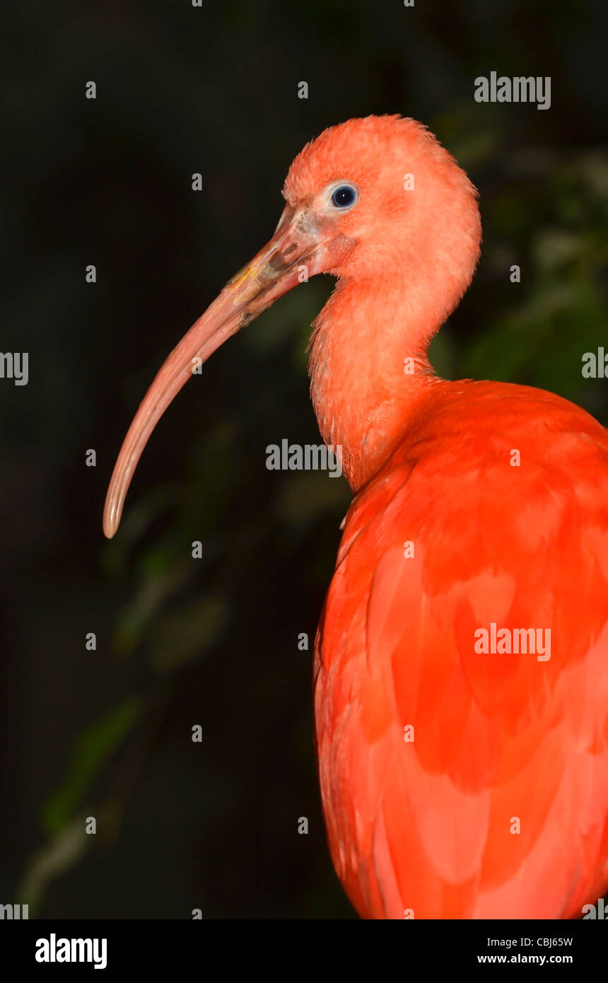 The pink ibis hi-res stock photography and images - Alamy