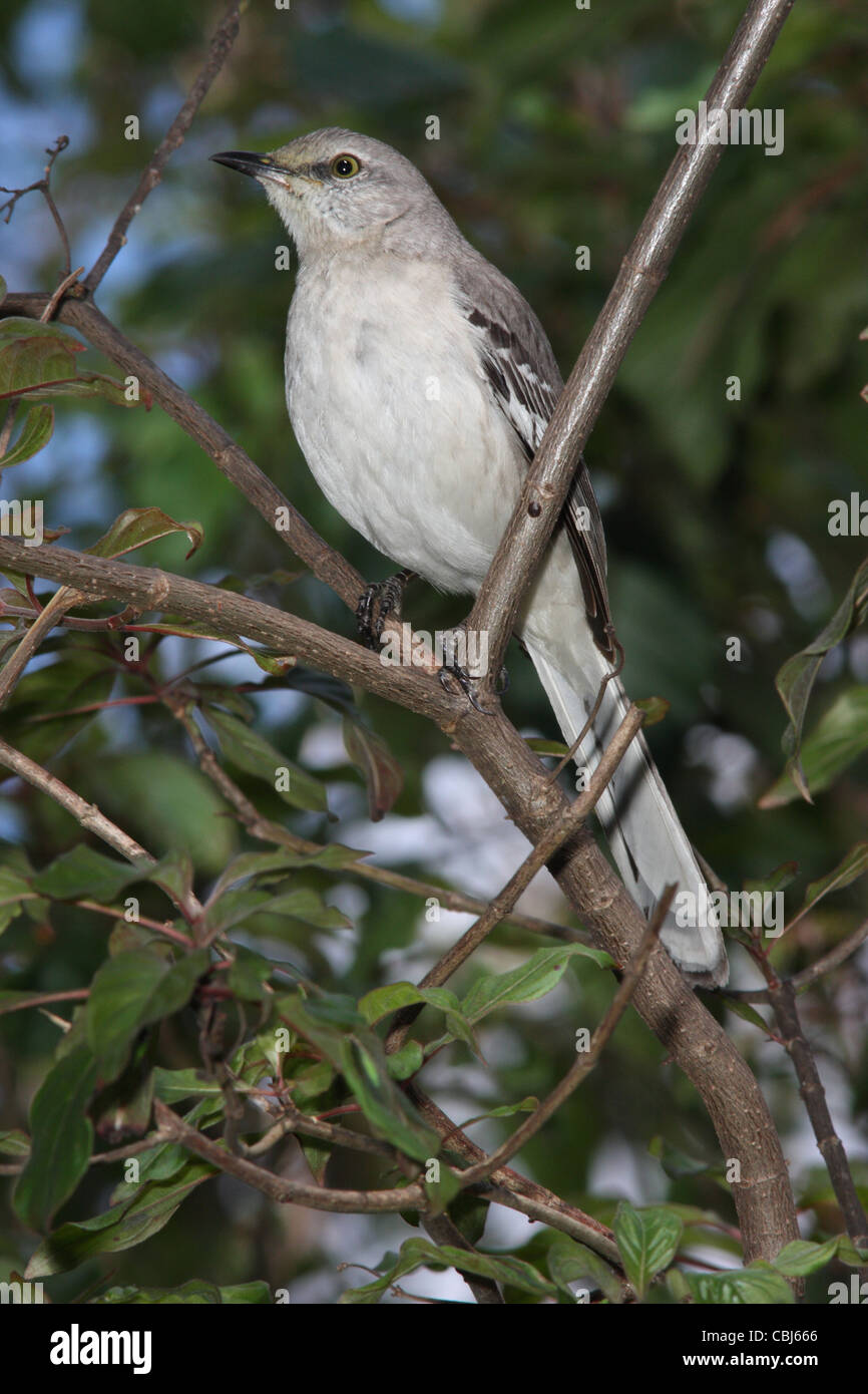 North american mockingbird hi-res stock photography and images - Alamy