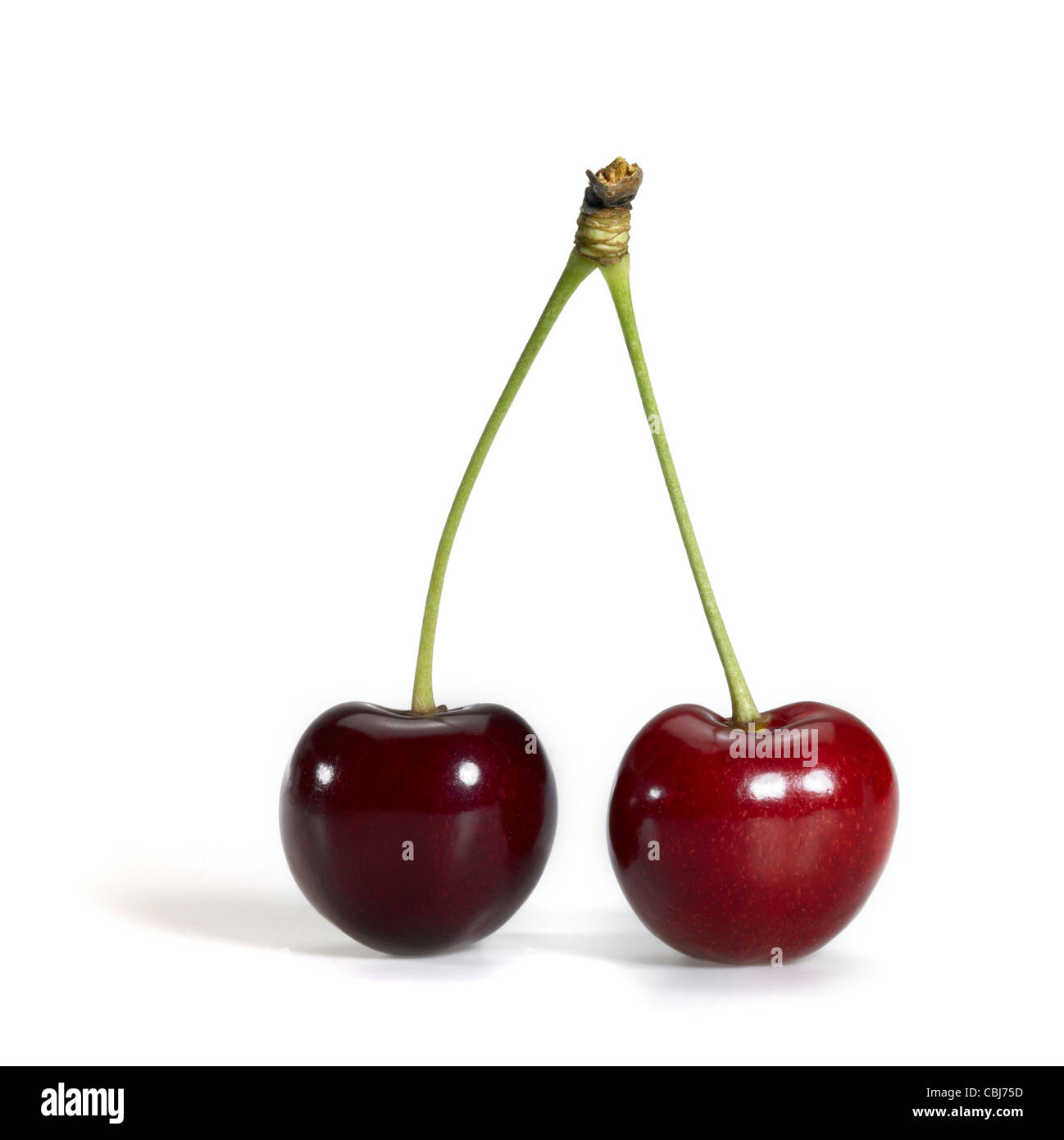 Studio photography of a shiny pair of cherries isolated on white with ...