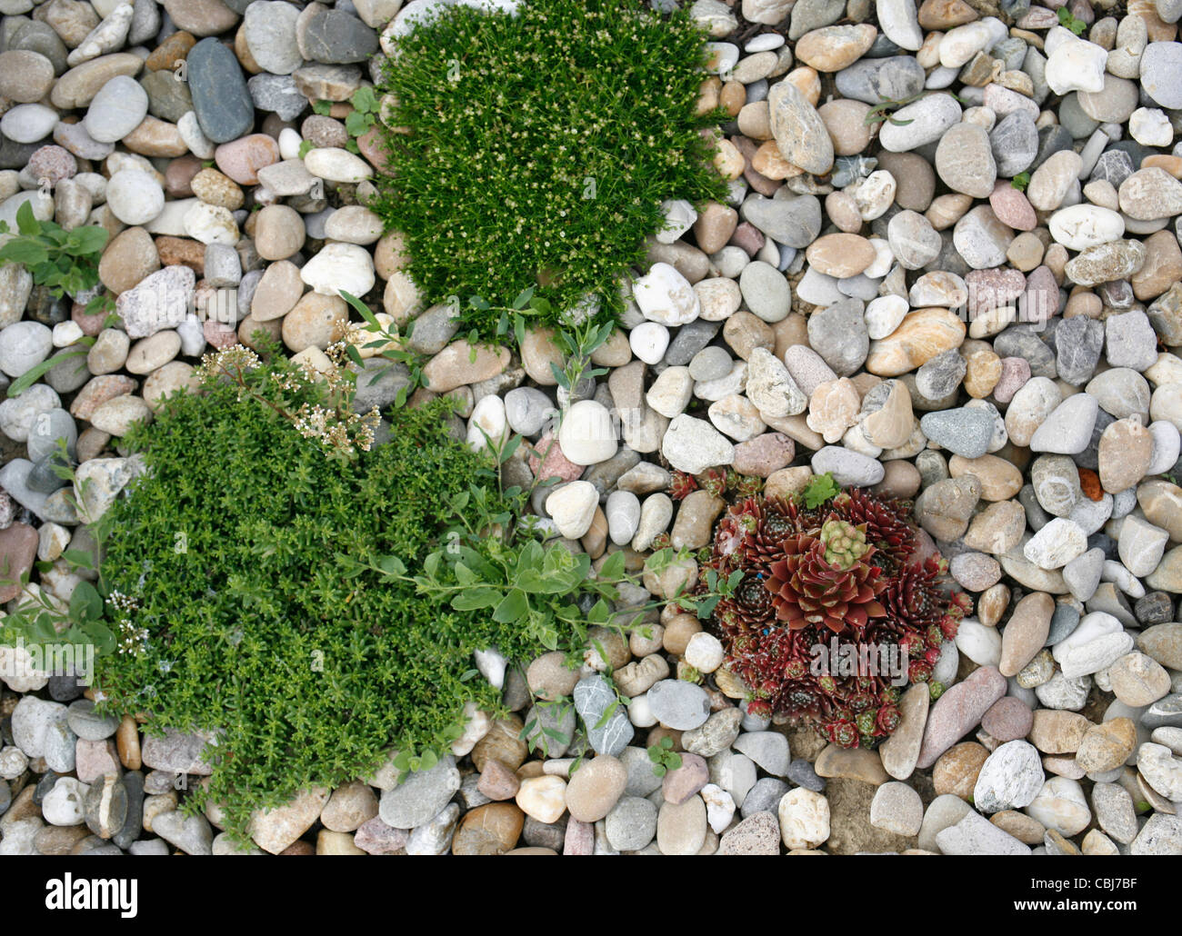 natural background with shrubby plants and pebbles Stock Photo - Alamy