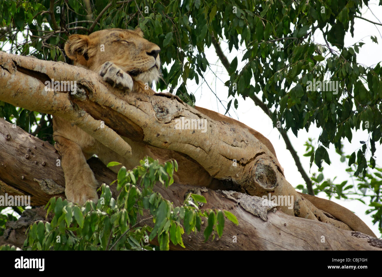 a Lion resting on a tree in Uganda (Africa Stock Photo - Alamy