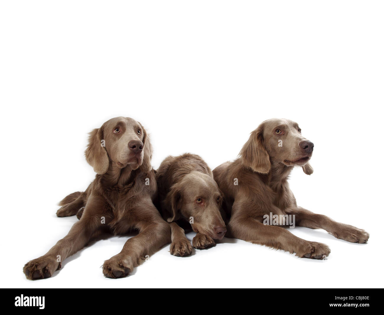 Hunting hounds Cut Out Stock Images & Pictures - Alamy