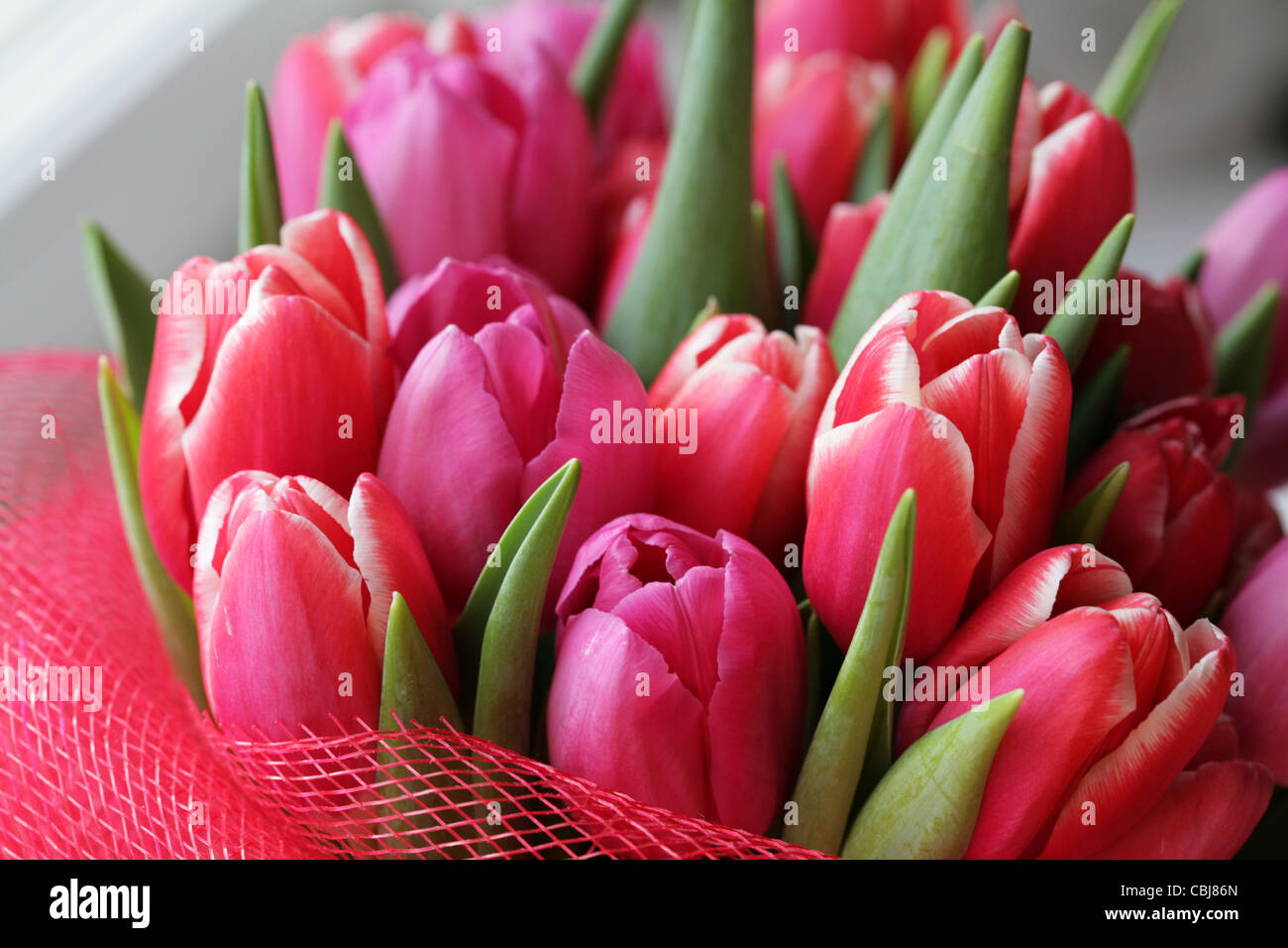 Bouquet of pink tulips Stock Photo - Alamy
