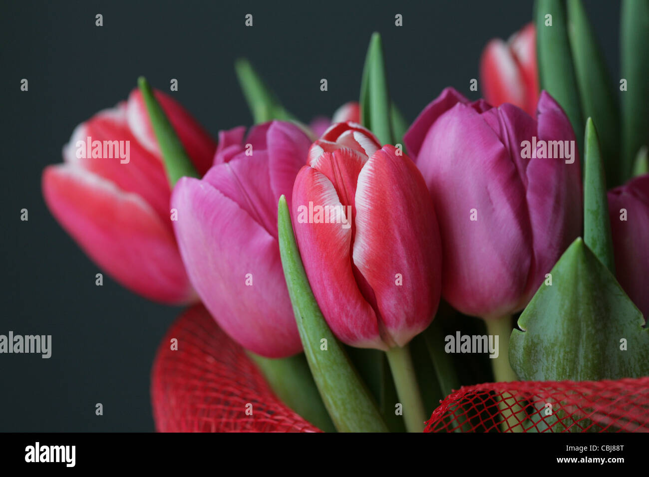 Bouquet of pink tulips Stock Photo - Alamy