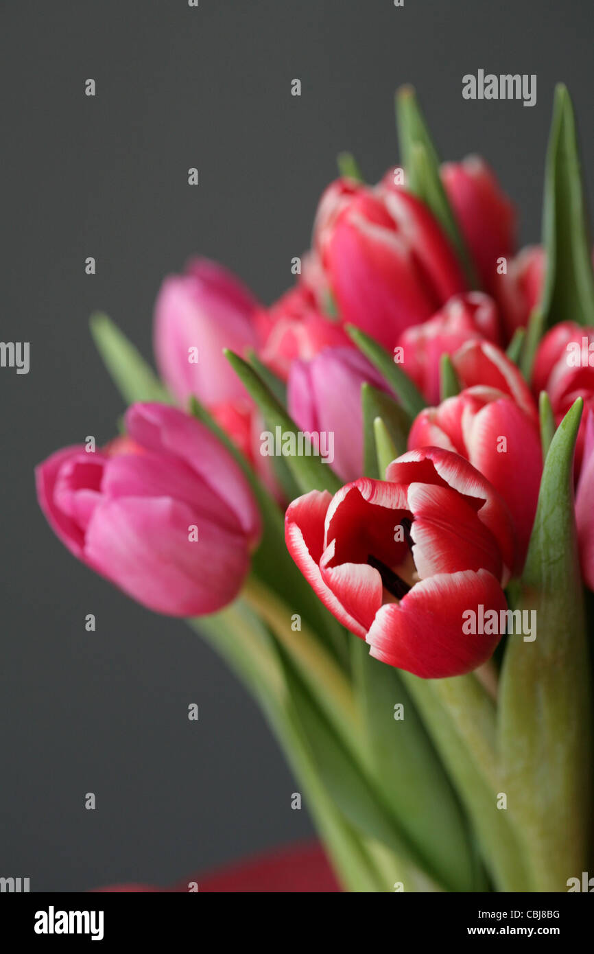 Bouquet of pink tulips Stock Photo - Alamy