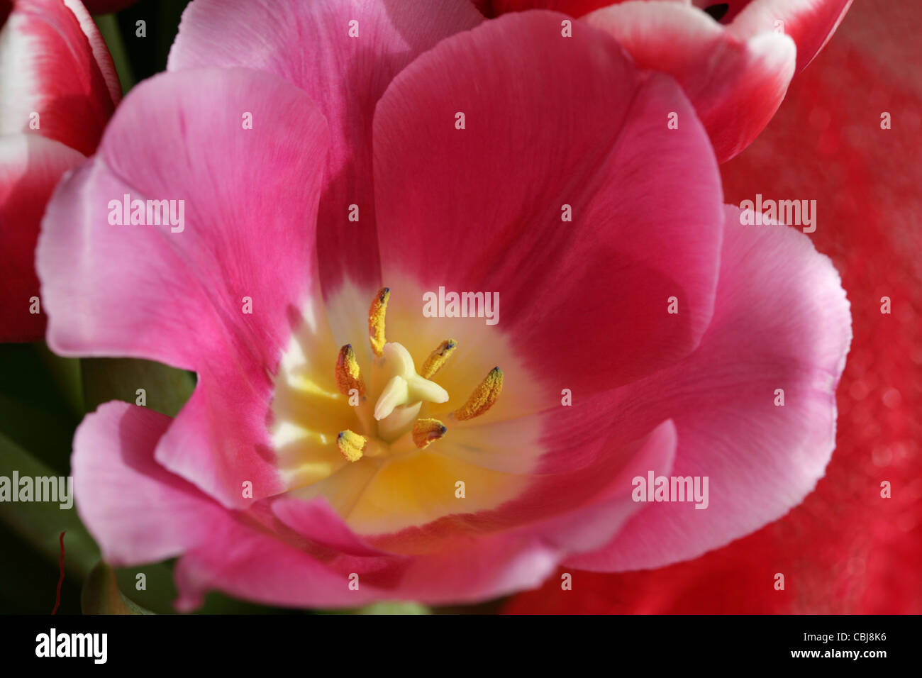 Bouquet of pink tulips Stock Photo - Alamy