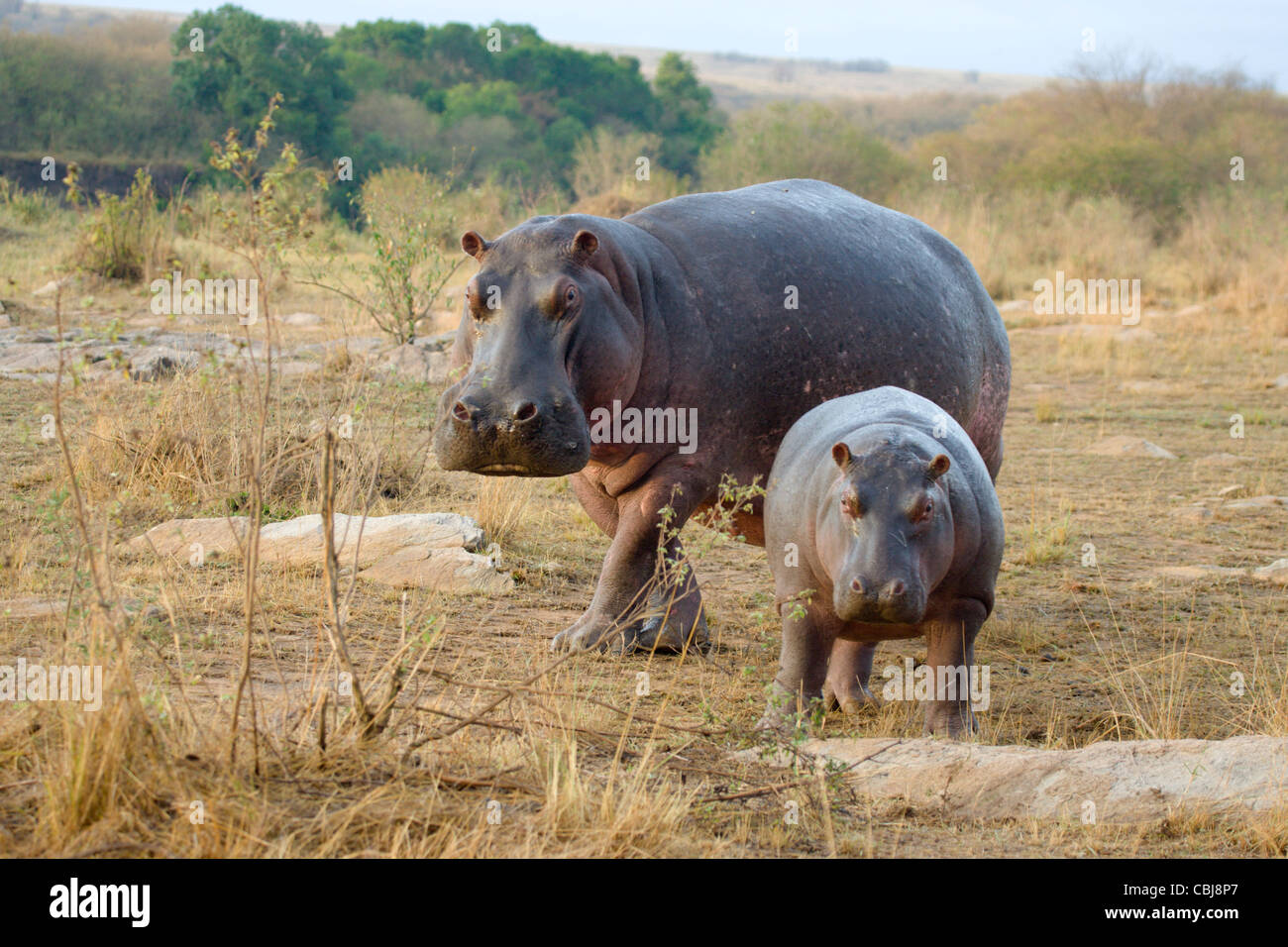 Female and calf, Hippopotamus, Hippopotamus amphibius making way back ...