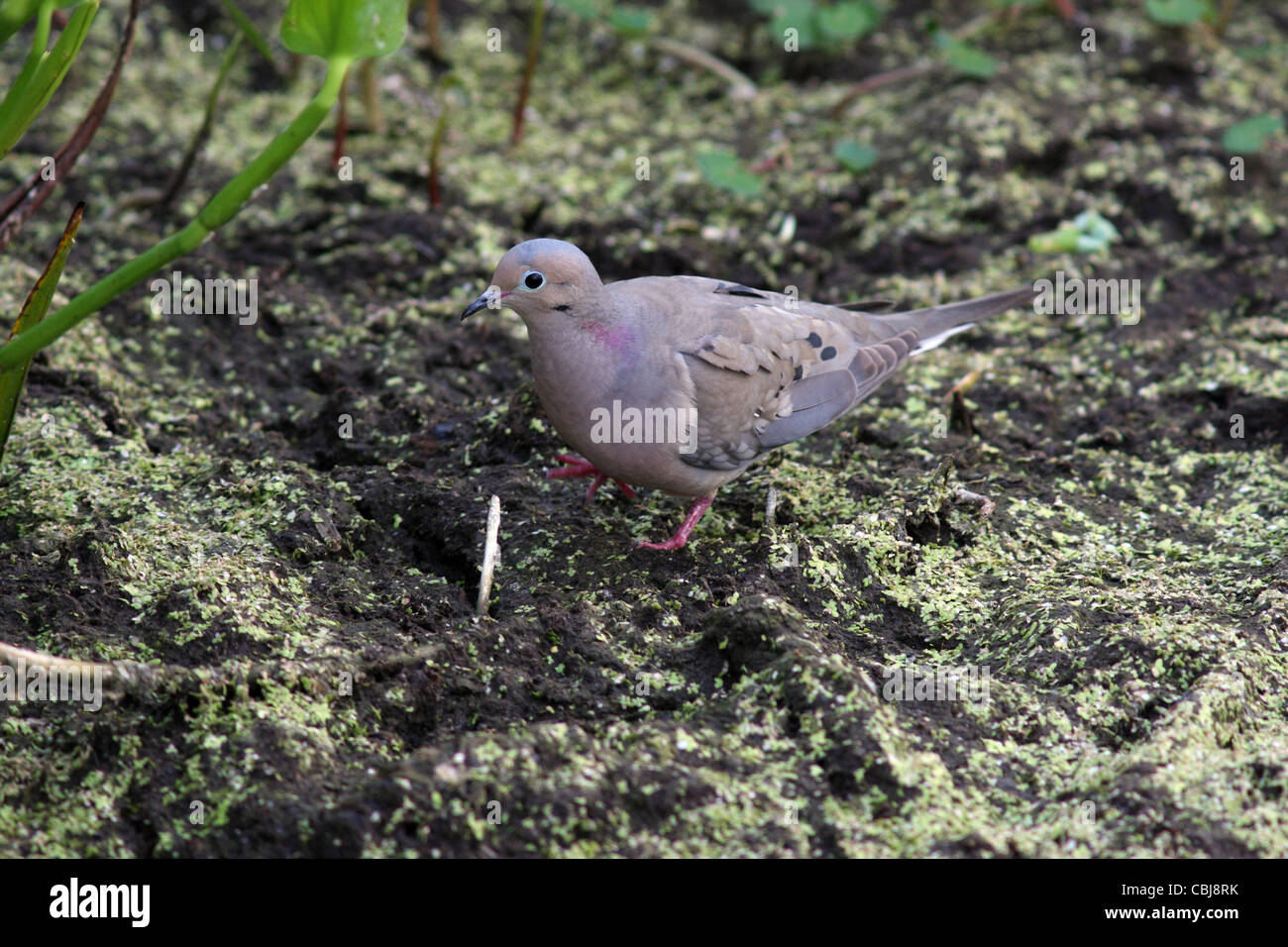 Doves florida hi-res stock photography and images - Alamy