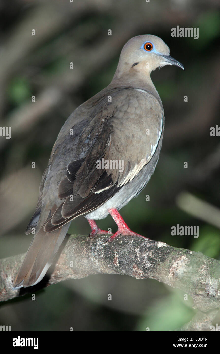 Doves florida hi-res stock photography and images - Alamy