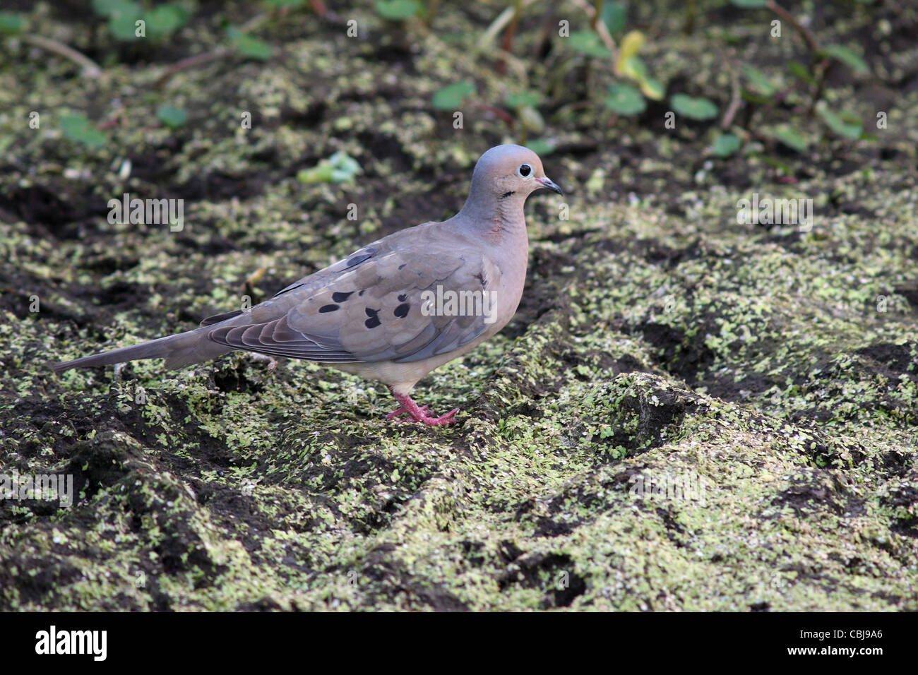 Doves florida hi-res stock photography and images - Alamy