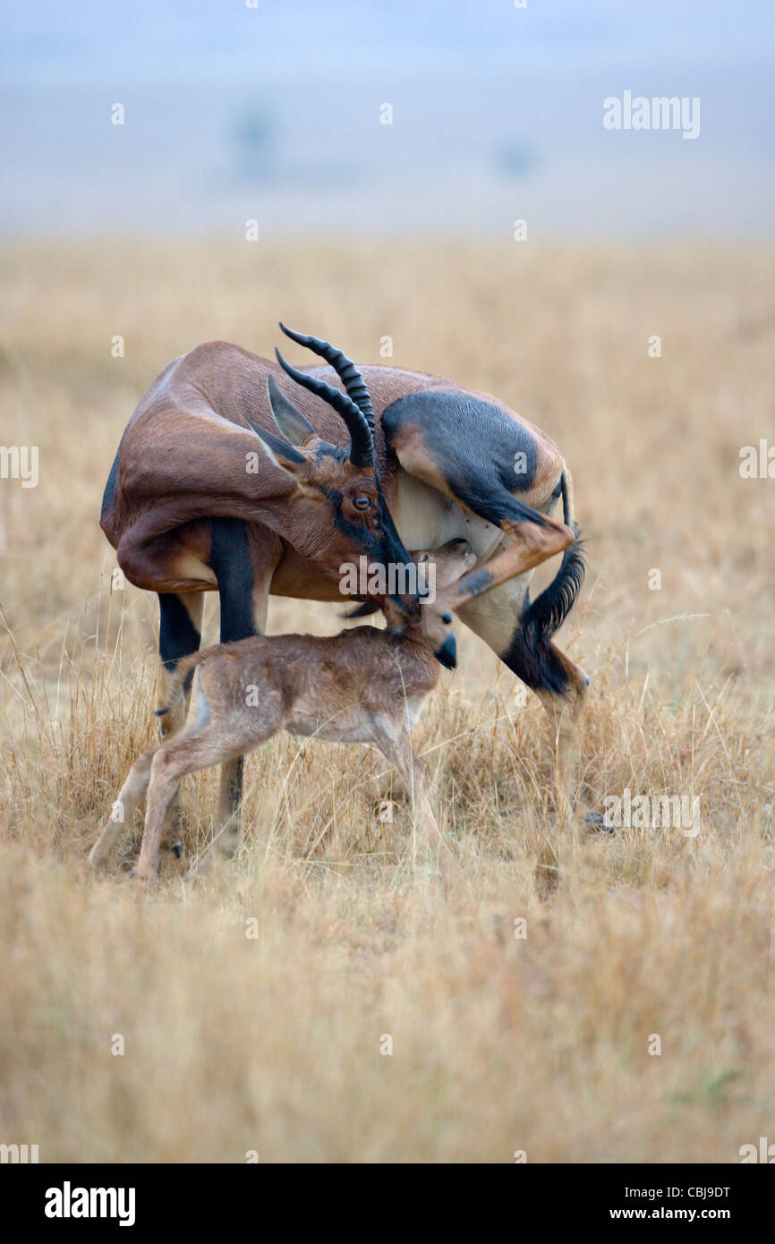 Children feeding calves hi-res stock photography and images - Alamy
