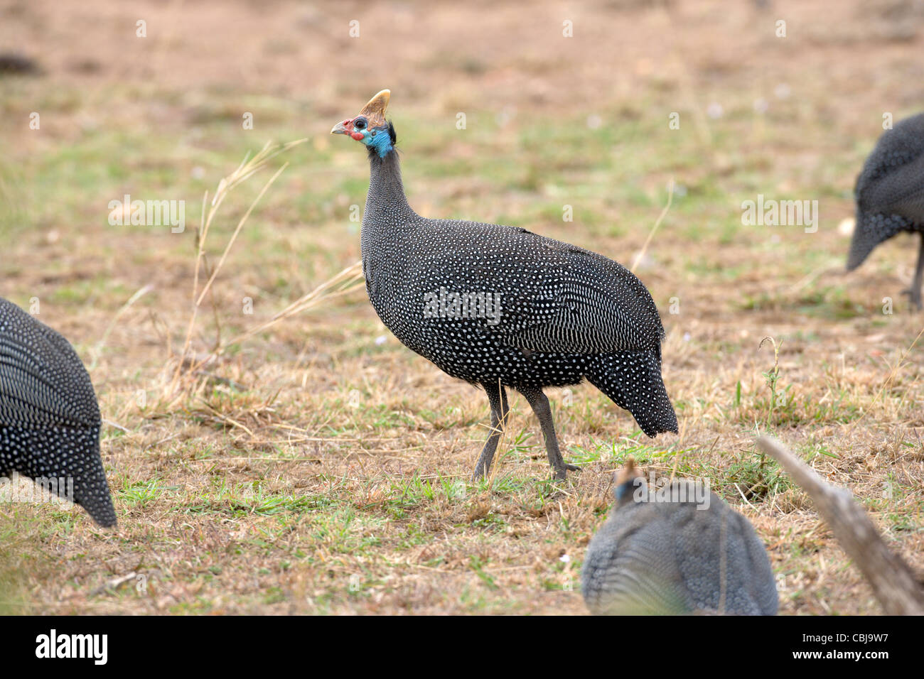 Helmeted Guinea fowl, Numida meleagris. Masai Mara, Kenya, Spring Stock ...
