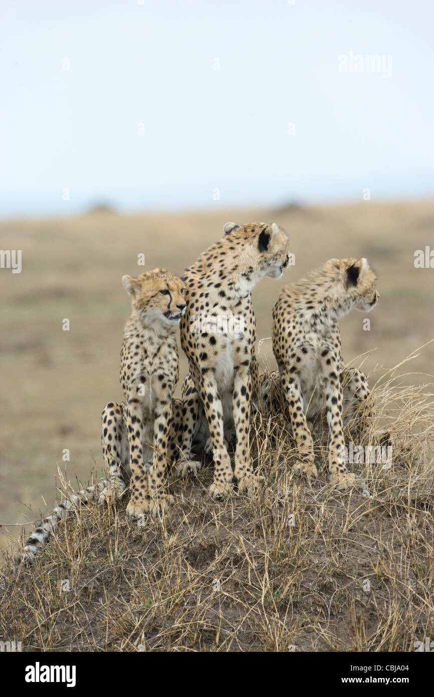 Female Cheetah, Acinonyx jubatus, with two cubs, sitting on termite mound. Masai Mara, Kenya ...