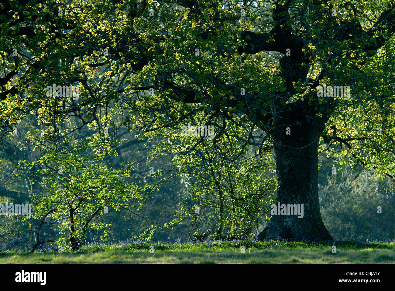 Backlit oak tree on ancient hedge, Kingcombe Meadows DWT nature reserve ...
