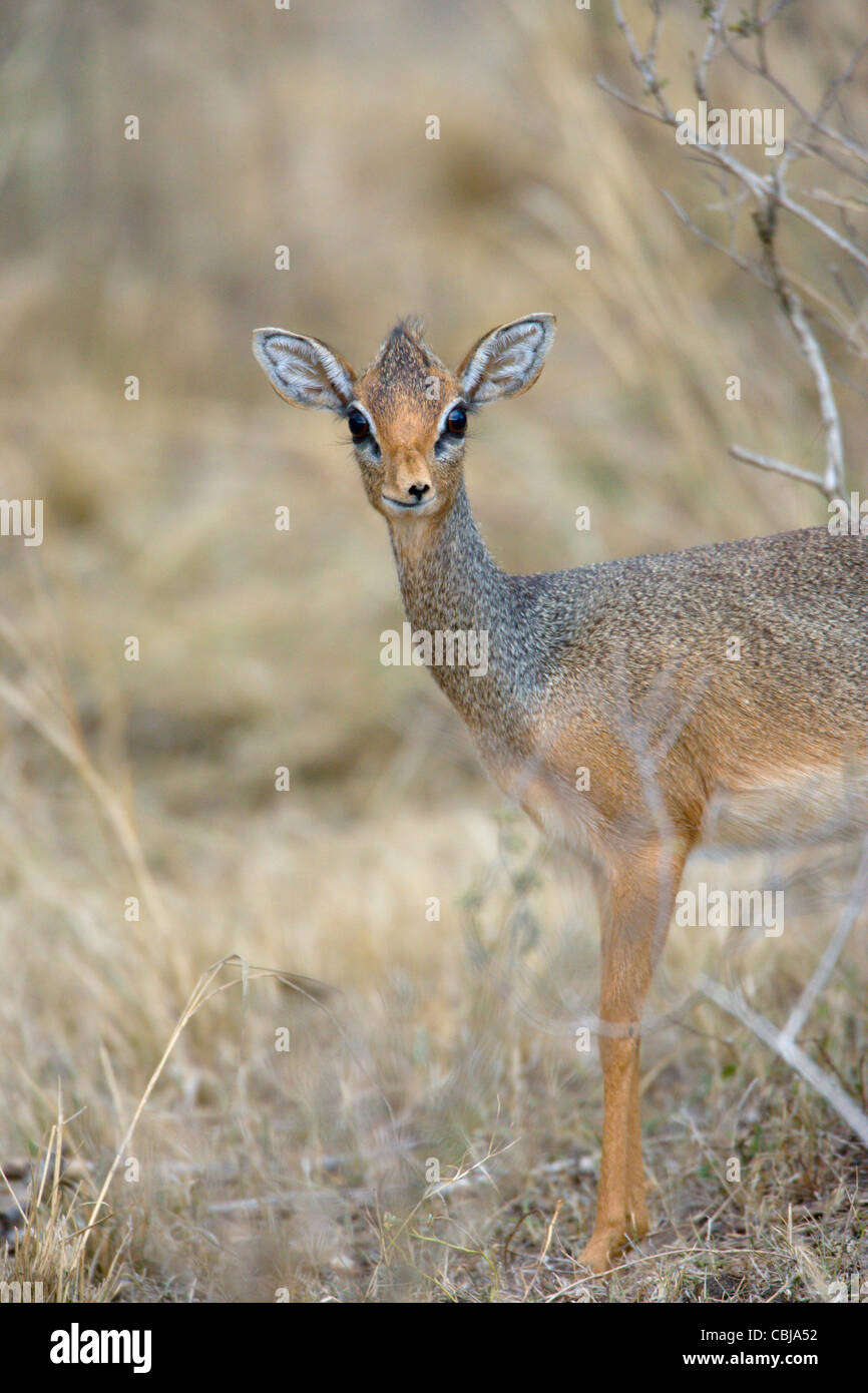 Kirk's Dik-Dik, Madoqua kirkii. Masai Mara, Kenya, Spring Stock Photo ...