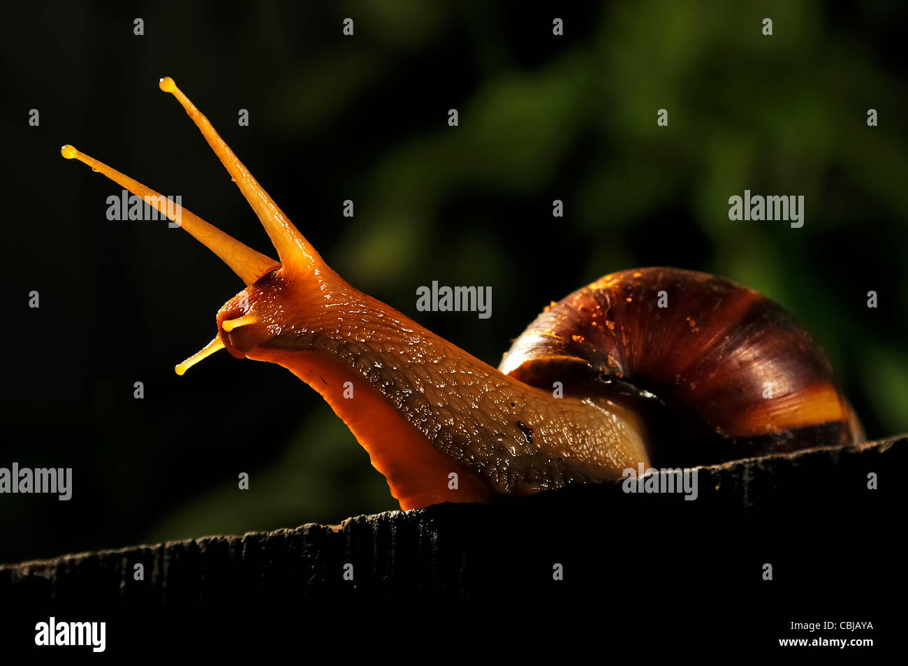 Reptiles Amphibians High Resolution Stock Photography and Images - Alamy