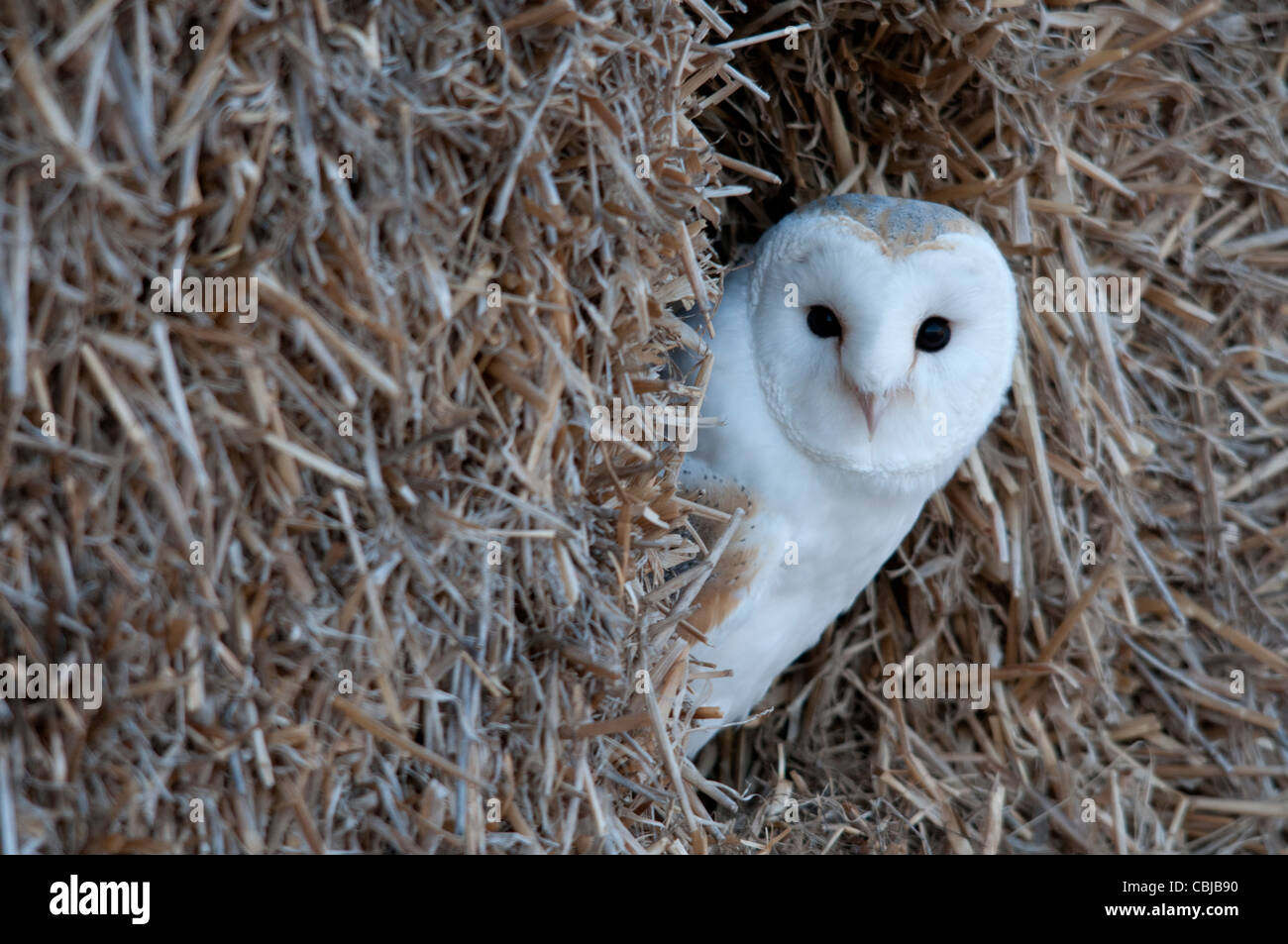 barn owl sitting in hay bale Stock Photo - Alamy