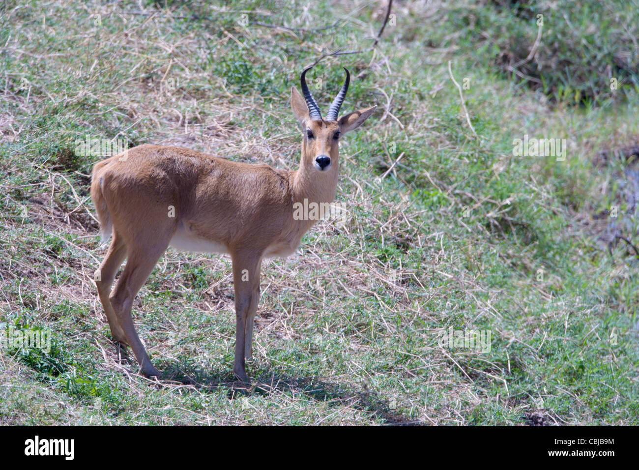 Bohor reedbuck redunca redunca male hi-res stock photography and images ...