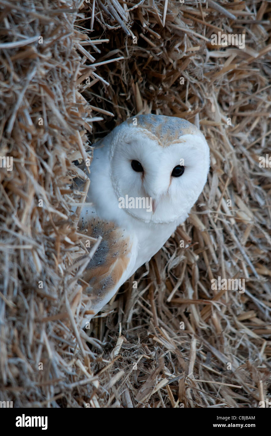 barn owl sitting in hay bale Stock Photo - Alamy