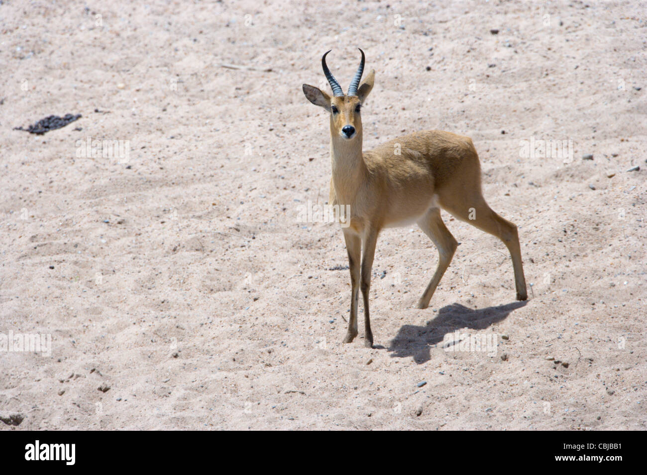 Reedbuck kenya hi-res stock photography and images - Alamy