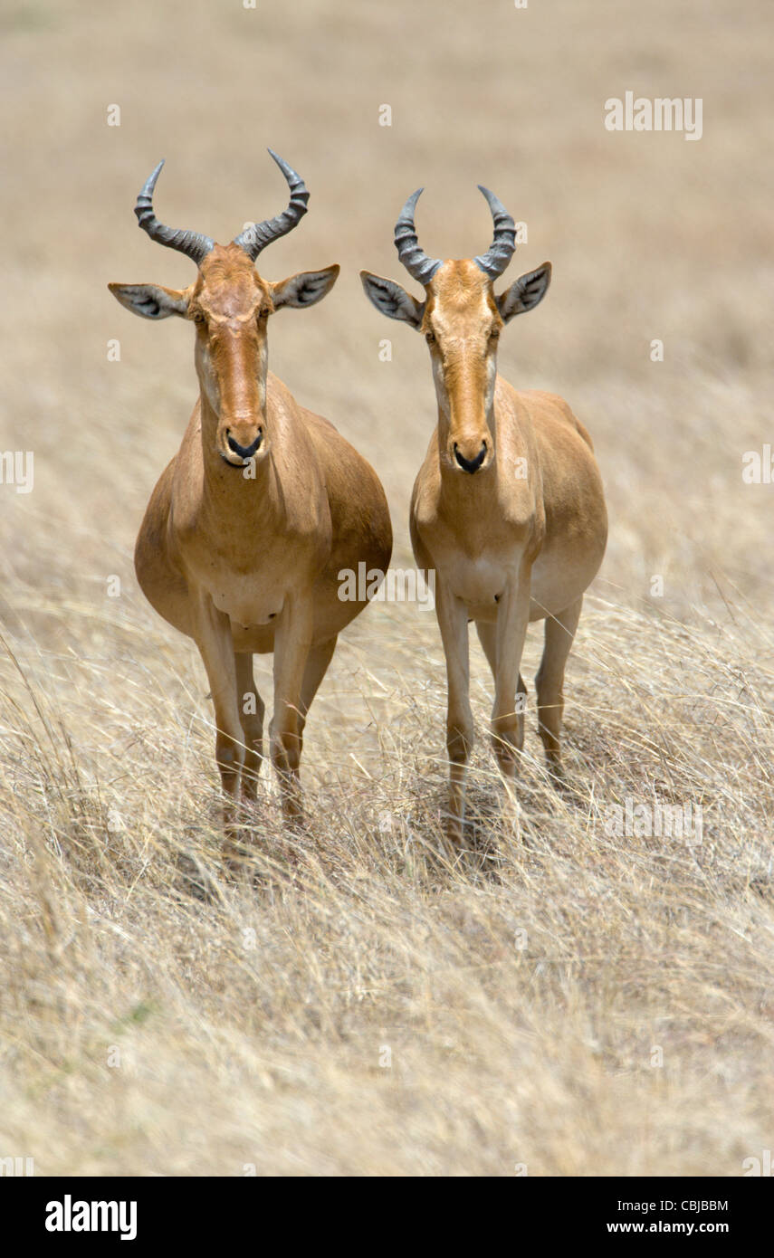 Two female Hartebeest, Alcelaphus buselaphus, Coke’s race, standing in ...
