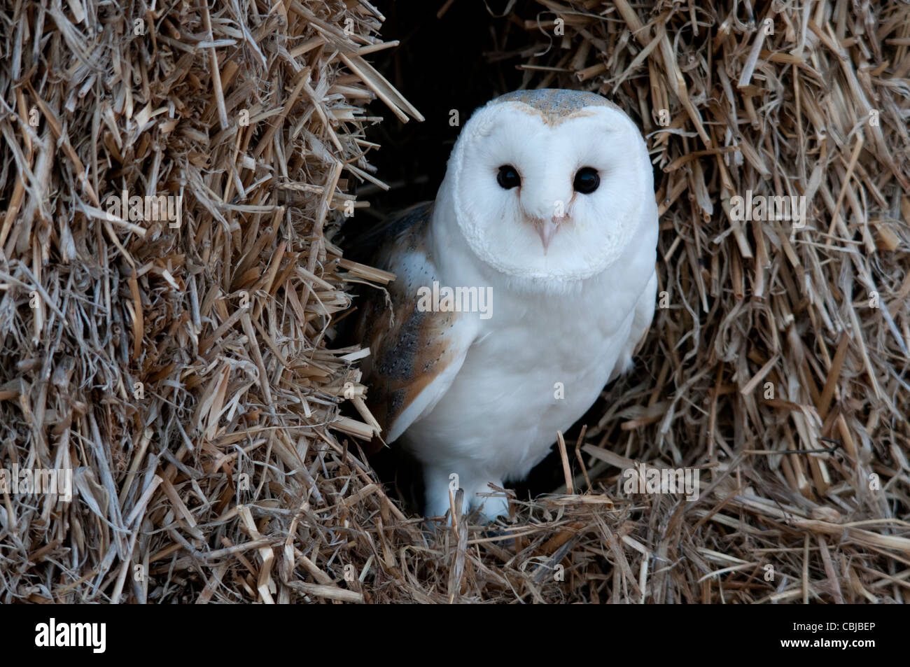 barn owl sitting in hay bale Stock Photo - Alamy