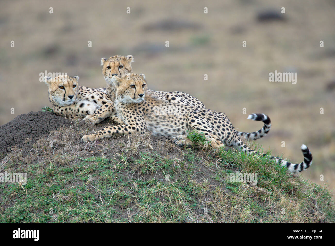 Mother Cheetah, Acinonyx jubatus, and her two cubs laying on top of a termite mound. Masai Mara ...