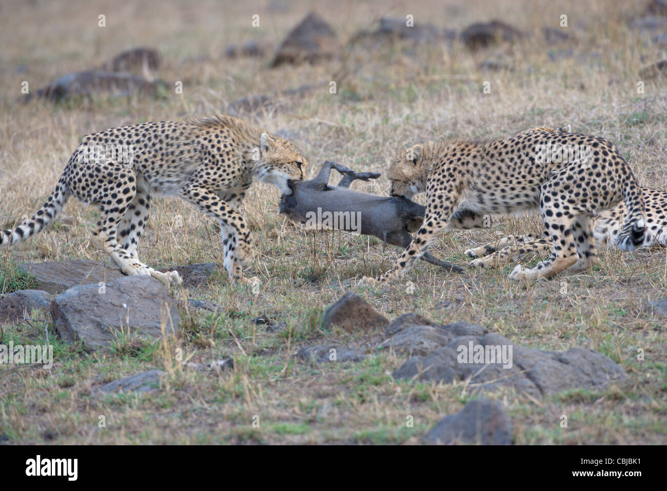 Cheetah fight High Resolution Stock Photography and Images - Alamy