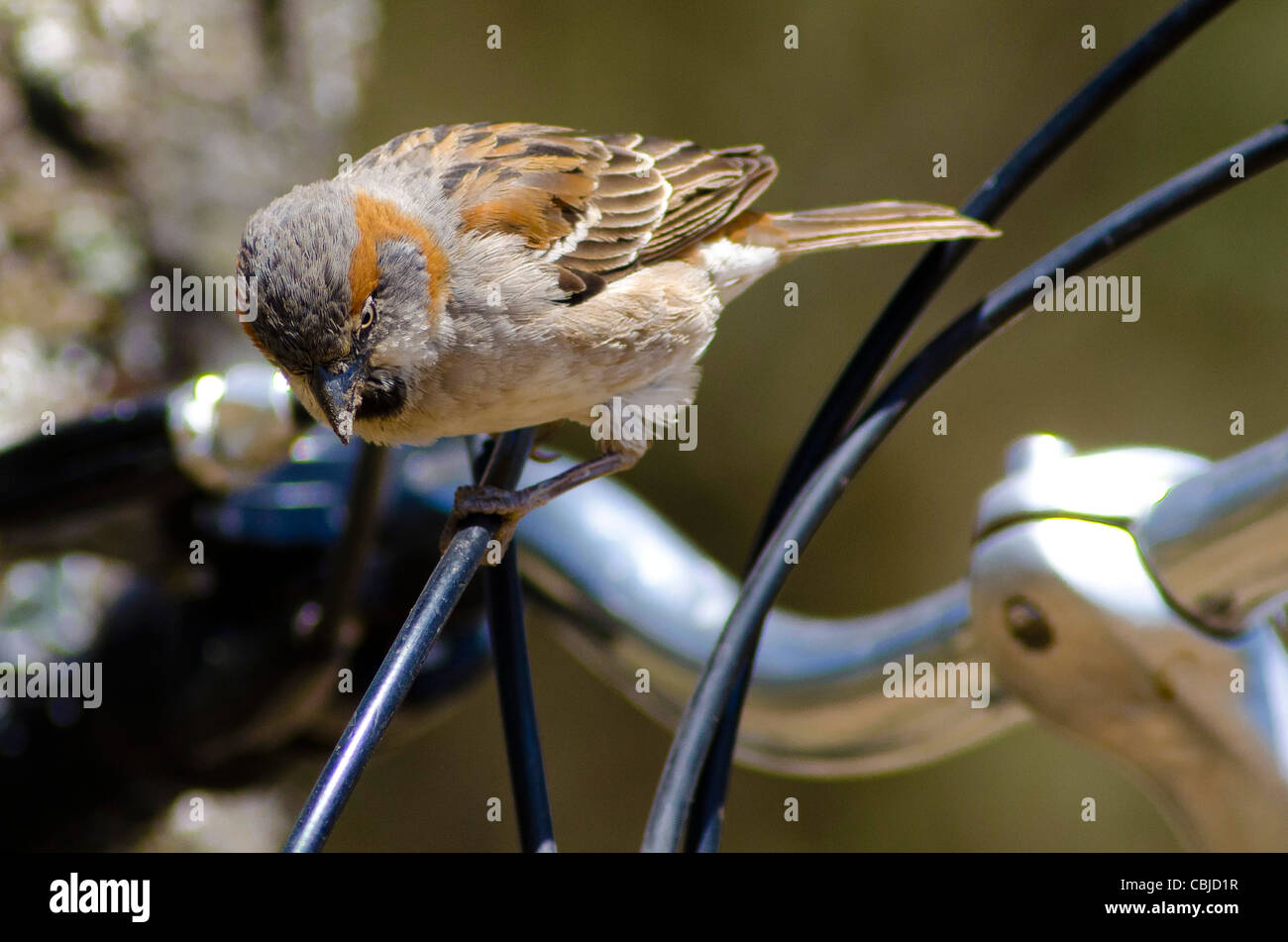African sparrow hi-res stock photography and images - Alamy