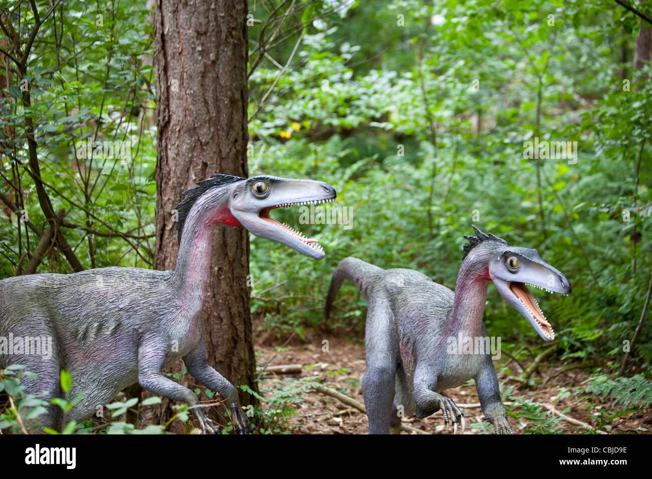 Two troodon dinosaurs in woods Stock Photo - Alamy