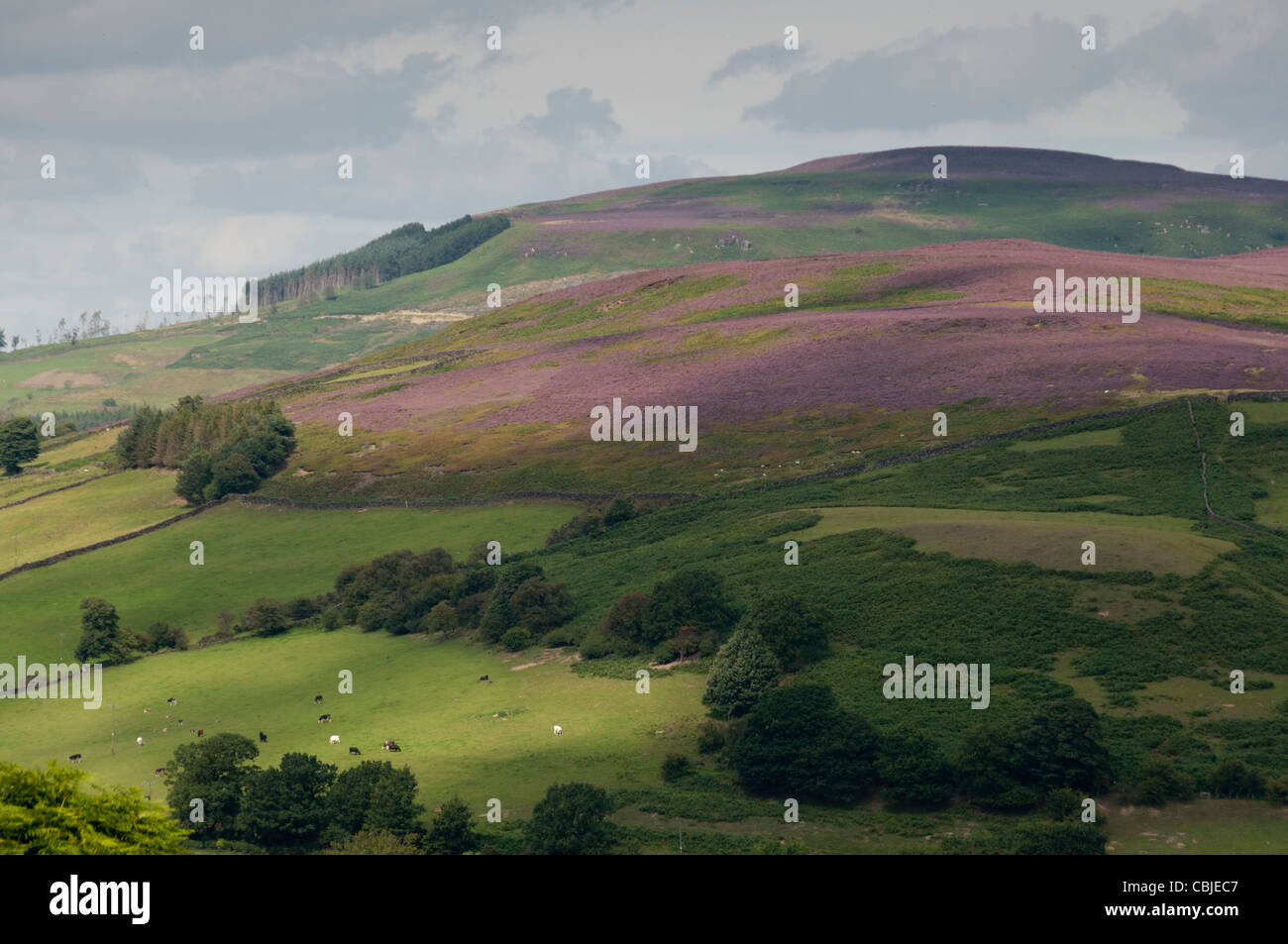 Bilsdale view, North York Moors Stock Photo - Alamy