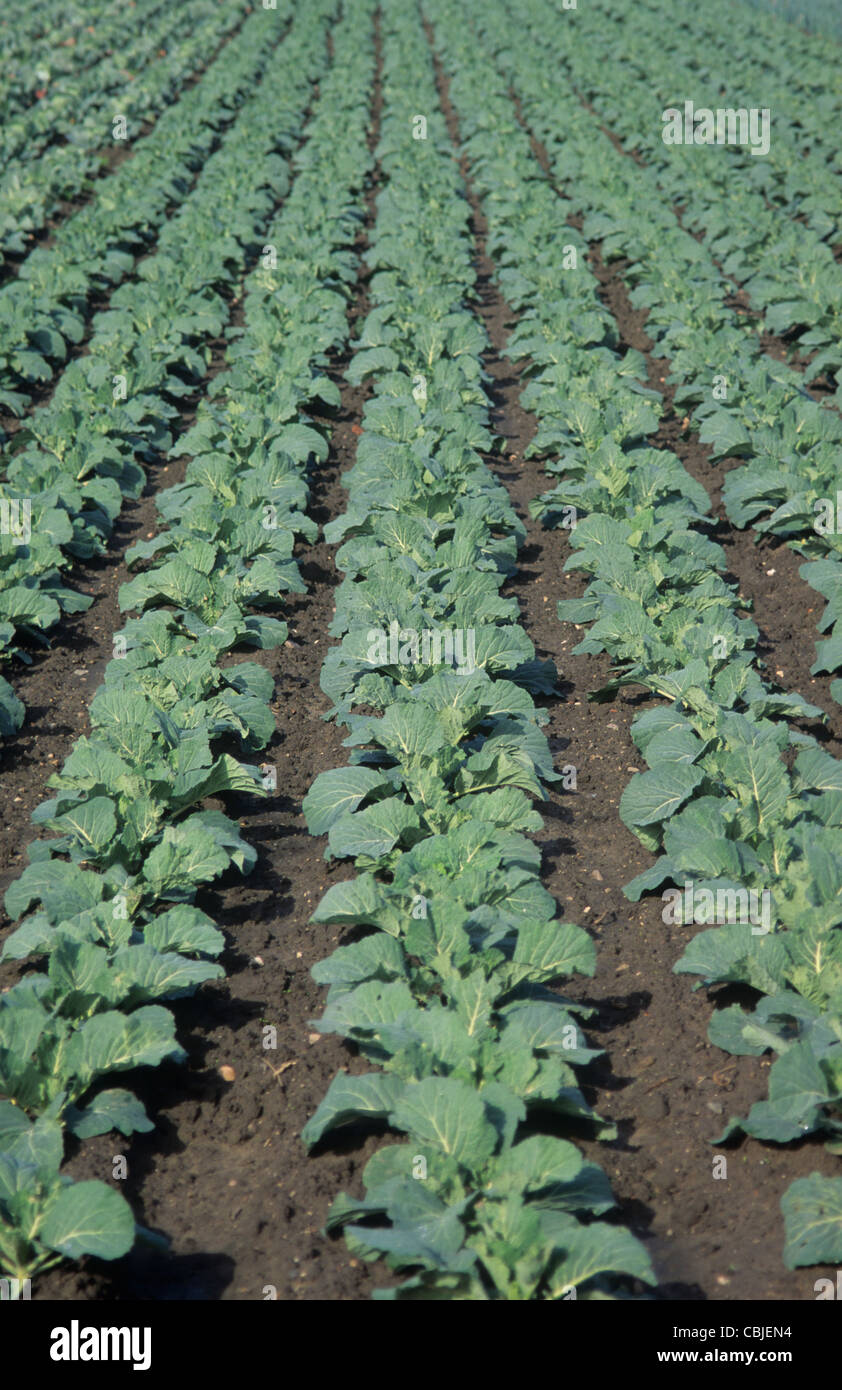 Ireland agriculture hi-res stock photography and images - Alamy