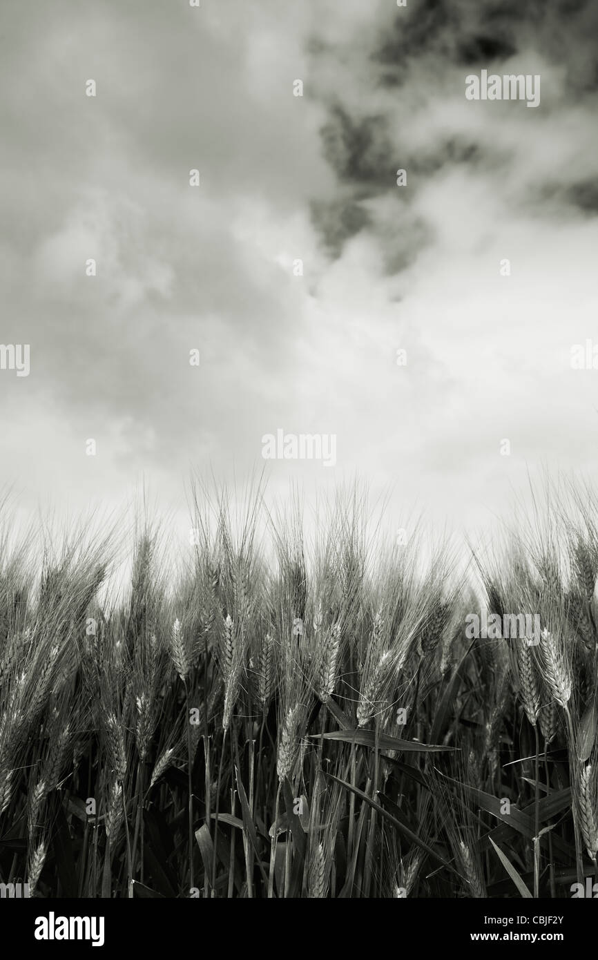 Cereal cluster hi-res stock photography and images - Alamy