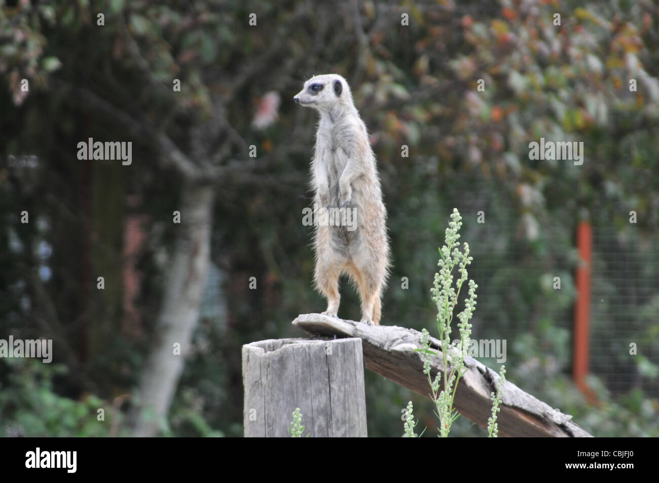 Compare the meerkat hi-res stock photography and images - Alamy