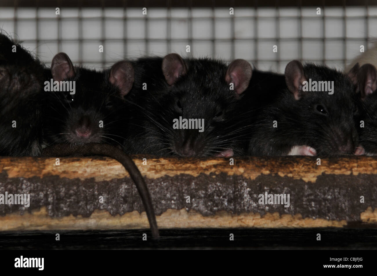 Rats infestation hi-res stock photography and images - Alamy
